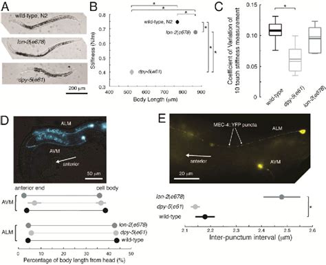 Figure 1 From Mems Based Force Clamp Analysis Of The Role Of Body