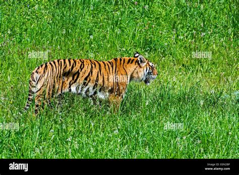 Tigre Du Bengale Panthera Tigris Tigris Originaire De Linde