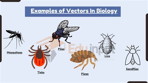 Extraordinary Vectors Examples Photos