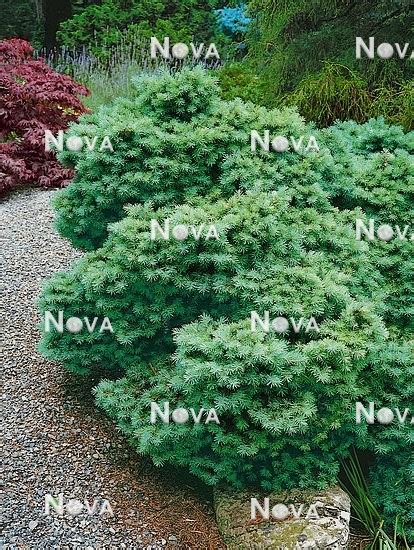 Pseudotsuga Menziesii Densa