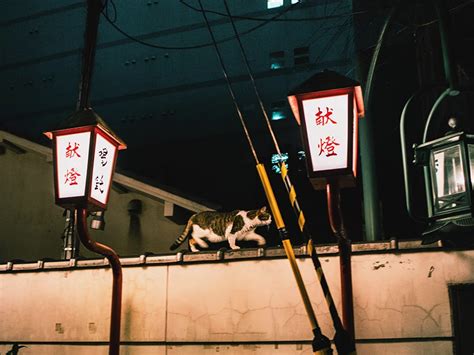 Street Cats Behance