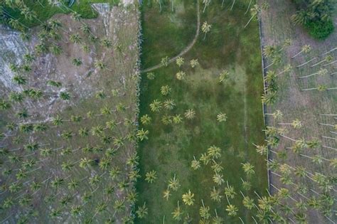 Premium Photo Drone View Of Coconut Palm Trees