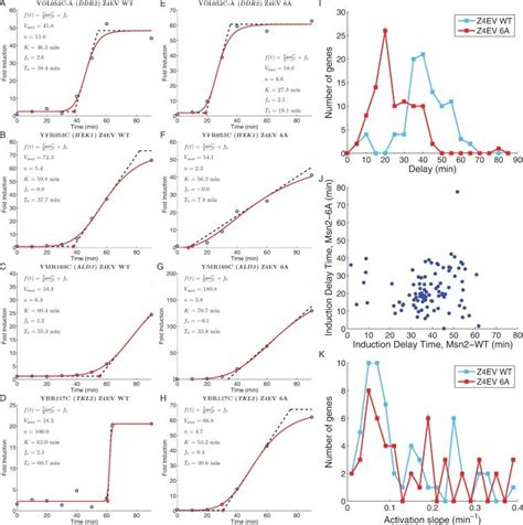 Different Genes Exhibit Different Induction Kinetics In Response To