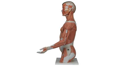 Life Size Asian Dual Sex Torso With Muscular Arm 33 Part