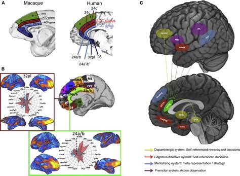 The Anterior Cingulate Gyrus And Social Cognition Tracking The