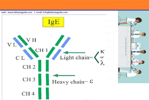 Immunoglobulin E Ige Lab Tests Guide
