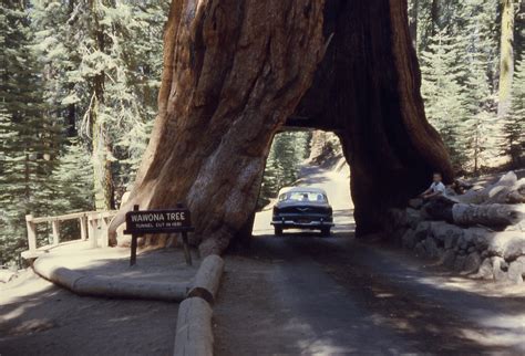 The Wawona Tree Historic Photos Since Its Tunnel Was Formed Until