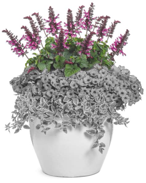 Container Gardening Using The Thriller Filler Spiller Planting Technique