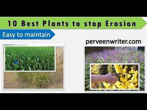 Best Plants To Stop Soil Erosion Perveenwriter Com Cool Plants Plants Soil