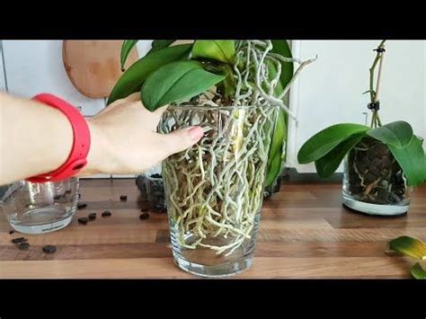 109. Фаленопсис в большой СТЕКЛЯННОЙ вазе. Посадка орхидеи в ПОЛИСТИРОЛ ...