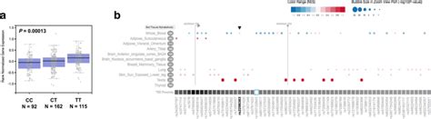 Eqtl Analysis Of Rs2298383 A Boxplots From Gtex Data Showing The