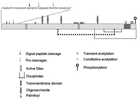 Post Translational Modifications Of Bace1 Download Scientific Diagram
