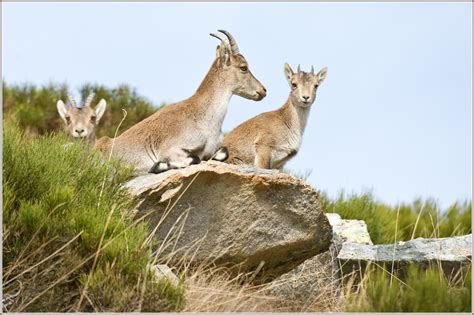 TOM DYRING WILDPHOTO / NN: IBERISK STEINBUKK / IBERIAN IBEX