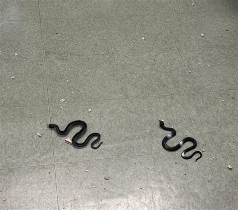 Busting Into Jail Sedan Crashes Into Front Doors Of Martin Jail