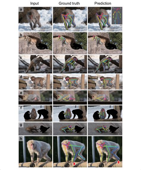 Examples Of Test Image Predictions Test Images Left The Ground Download Scientific