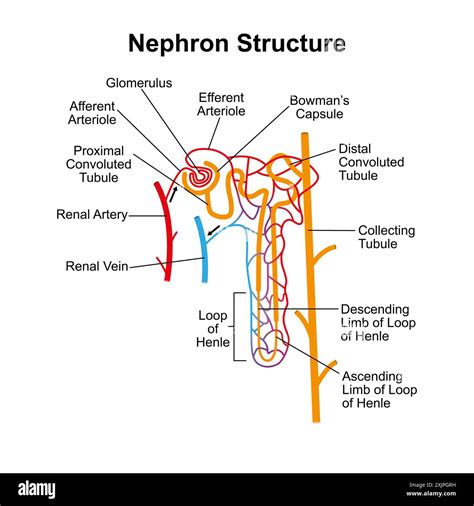 Nephron Structure Illustration Stock Photo Alamy