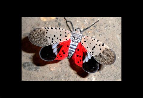 Spotted Lanternfly