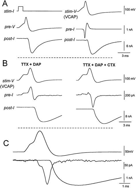 Use Of The Action Potential Waveform To Study Dynamics Of Presynaptic