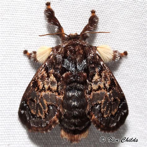 Hag Moth Phobetron Pithecium Smith 1797 Butterflies And Moths Of