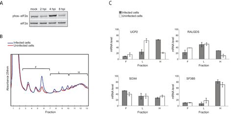 Figures And Data In A Systematic View On Influenza Induced Host Shutoff