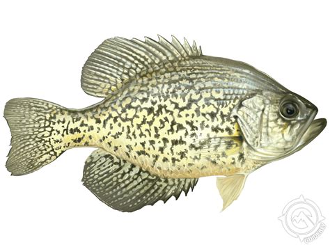 Guided Walleye Fishing Trips Minnesota Otter Tail Lake Fish