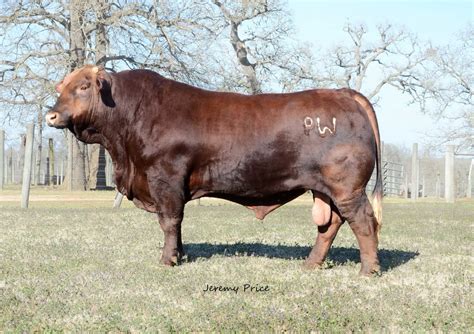 Beefmaster Semen Sire Buyer