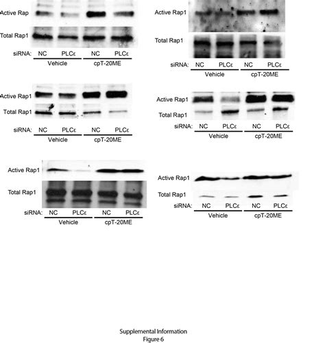 Pdf S6 Fig