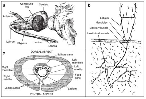 Schematic Diagrams Of The Head And Mouthparts Of A Triatomine Bug A