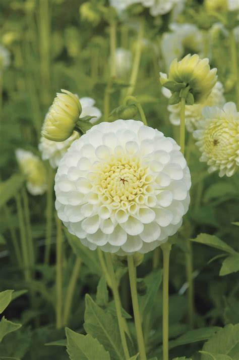Buy Snowflake Bulbs Online Snowflake Dahlias Medium Bedding Spring