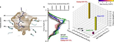 High Level Of Structural Adaptation At The Designed Receptorpeptide Download Scientific