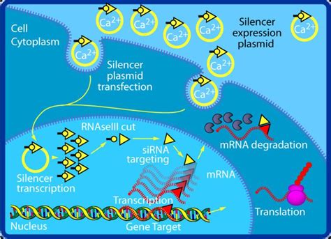Small Interfering Rna Alchetron The Free Social Encyclopedia