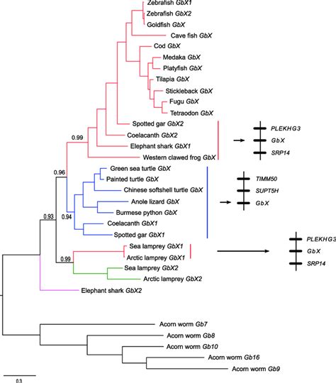 Bayesian Phylogram Depicting Relationships Among Gbx Genes From Download Scientific Diagram