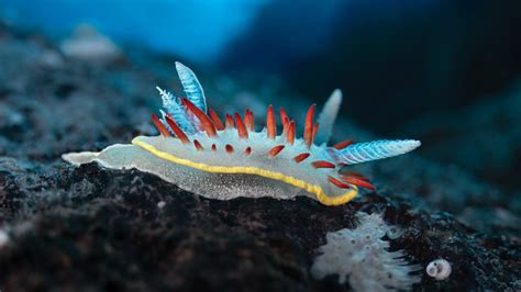 რა იმალება ფსკერის ქვეშ