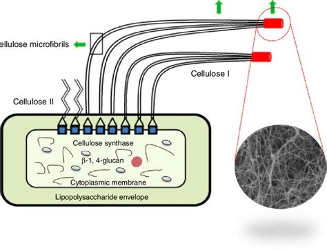 1 Illustration Of Formation Of Cellulose Chains In Microbial Cells Download Scientific Diagram