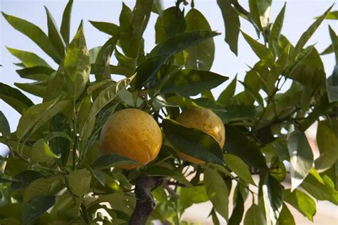 Should I Trim A Lemon Tree At Norma Plouffe Blog