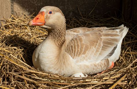 Mi Baja Lehet A Libának Ha Nem Eszik Féloldalasan áll és Kerüli A