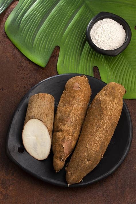 Manihot Esculenta Organic Cassava Root Starch Stock Image Image Of