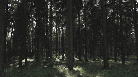 Forest S