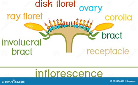 Structure Of Flower Of Sunflower In Cross Section Diagram Of Flower