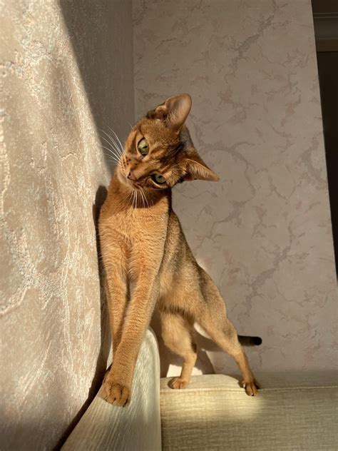 Her Name Is Iriska She Is So Cute And Graceful Rcutecats