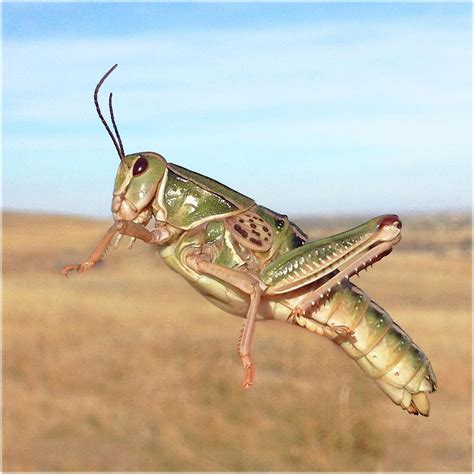 Watercolor Grasshopper Huge Grasshopper 01 Boulder Colorado Digital