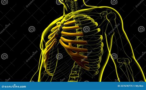Human Skeleton Anatomy Costal Cartilage 3d Rendering Stock Illustration Illustration Of Limbs