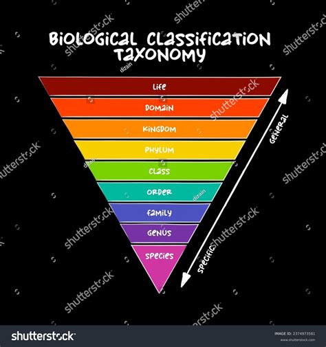 Biological Classification Taxonomy Rank Relative Level Stock Vector