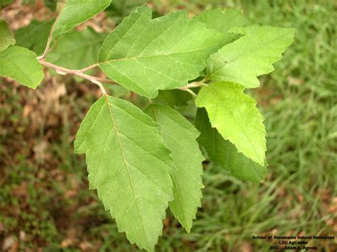 Crabapple Leaf Identification