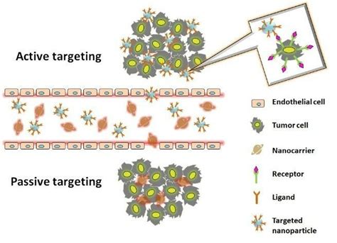 Active And Passive Targeting Approaches Download Scientific Diagram