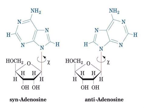 Nucleotide Chemistry Basics Pptx