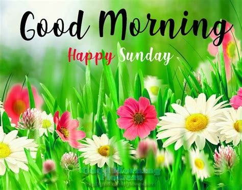 Good Morning Images With Flowers Hd Free