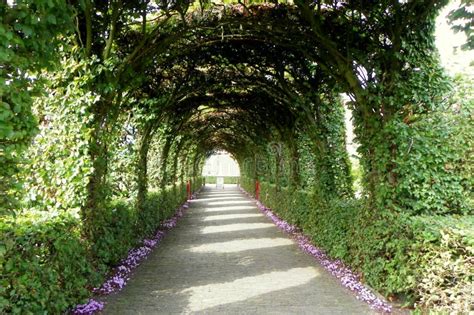 Netherlands Muiden Castle Historic Gardens Beech Tree Tunnel Was Created To Separate The Herb Netherlands Muiden Castle Historic Gardens Beech Tree Tunnel Was Created To Separate The Herb