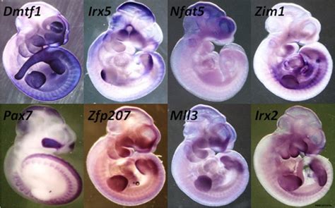Mouse Timeline Detailed Embryology