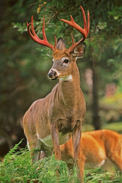 Majestic Buck Deer Natures Grace In The Wild